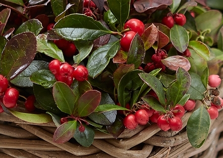Gartencenter Stassen - Pflanzen & Floristik aus Bergheim